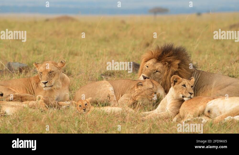 Pride of the lions Stock Videos & Footage - HD and 4K Video Clips - Alamy