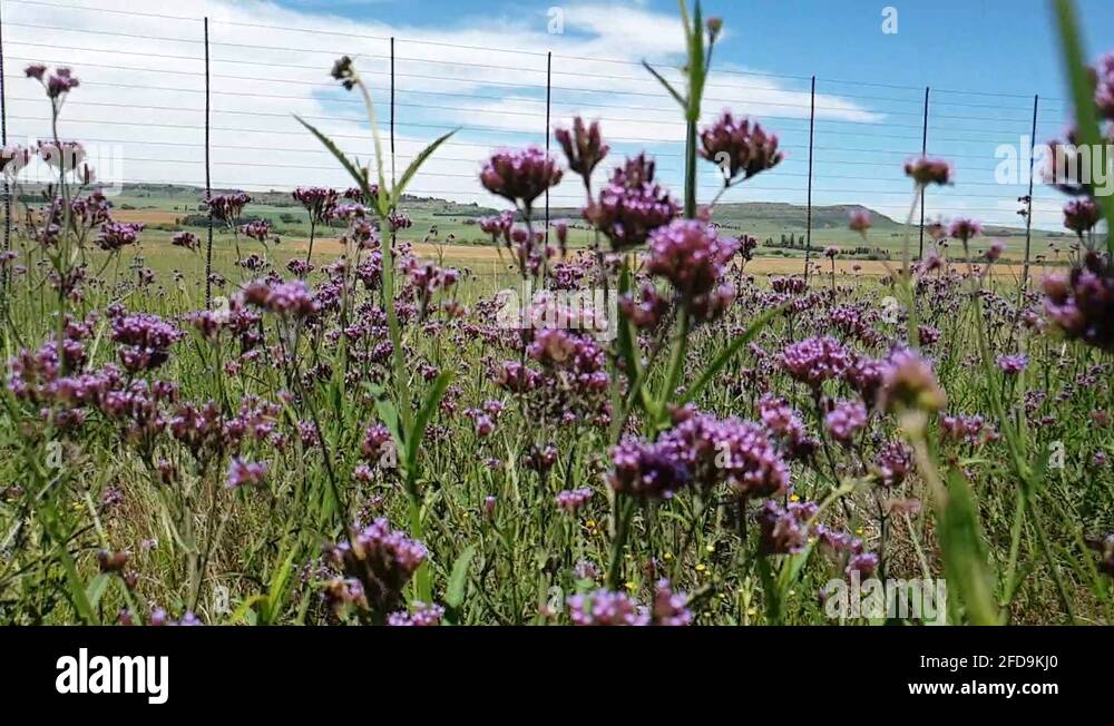 Roadside invasive plant Stock Videos & Footage - HD and 4K Video Clips ...