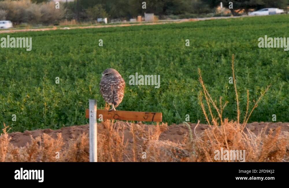 Burrowing Owl Perched on a sign, traffic flowing in background ...