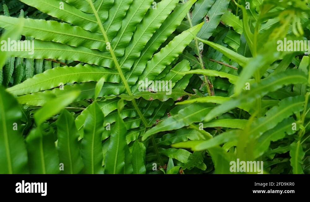 Emerald green forest Stock Videos & Footage - HD and 4K Video Clips - Alamy