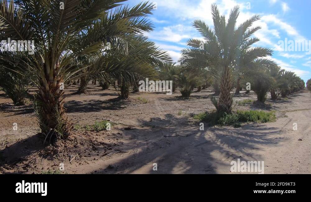 Medjool date palm tree Stock Videos & Footage - HD and 4K Video Clips ...