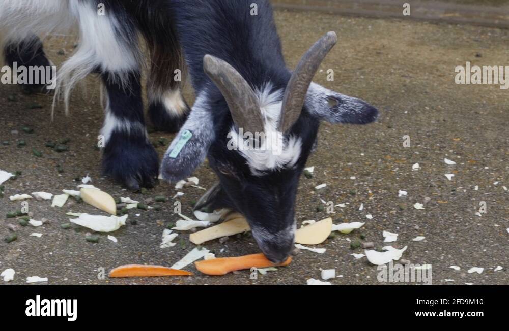 Close up of a Pygmy Goat eating vegetables on the ground. Front view ...