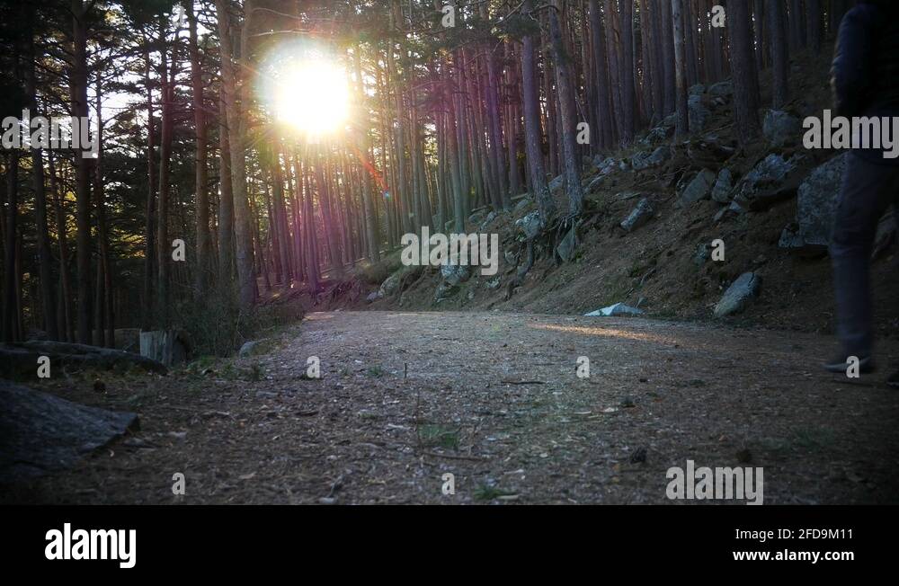 A shot of a man going down a mountain path between a pines´ forest ...
