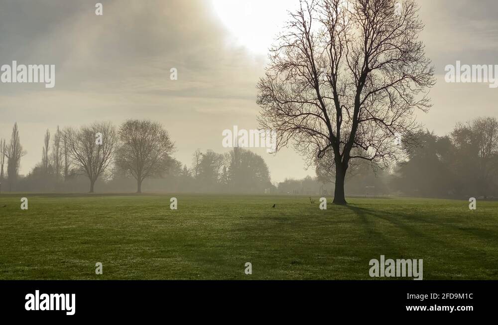 Backlit tree in park Stock Videos & Footage - HD and 4K Video Clips - Alamy