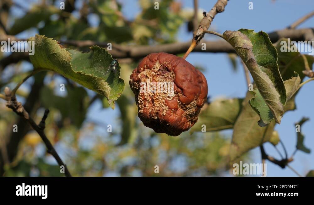 Rotten apple tree Stock Videos & Footage - HD and 4K Video Clips - Alamy