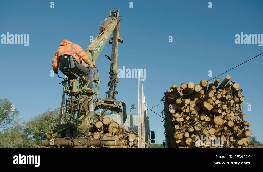 Stack logs Stock Videos & Footage - HD and 4K Video Clips - Alamy