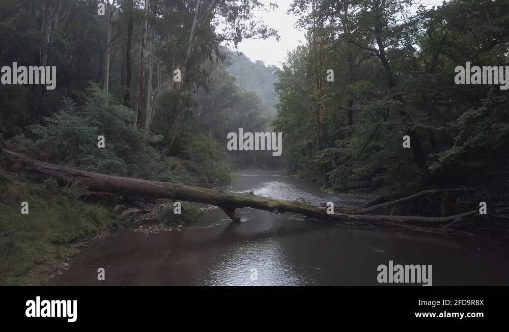 Fallen tree across river Stock Videos & Footage - HD and 4K Video Clips ...
