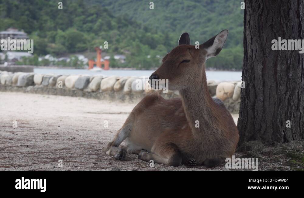 Miyajima deer japan Stock Videos & Footage - HD and 4K Video Clips - Alamy