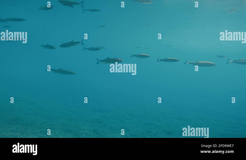 Freshwater lake ecosystem Stock Videos & Footage - HD and 4K Video ...