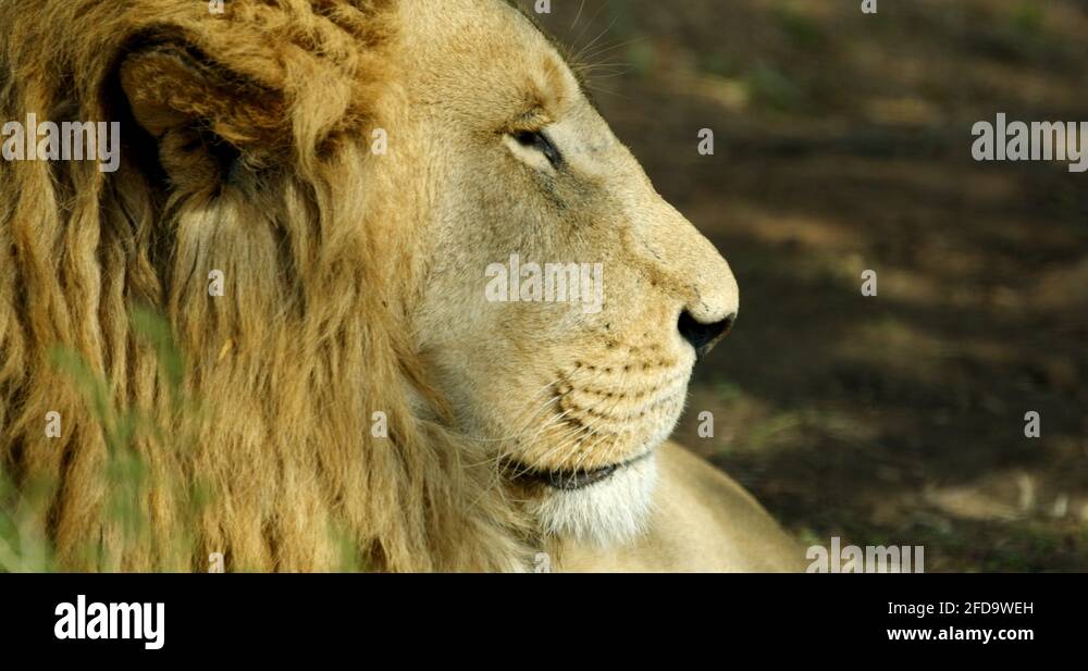 Lion head profile Stock Videos & Footage - HD and 4K Video Clips - Alamy