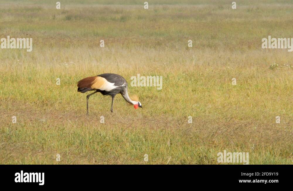 National bird of tanzania Stock Videos & Footage - HD and 4K Video ...