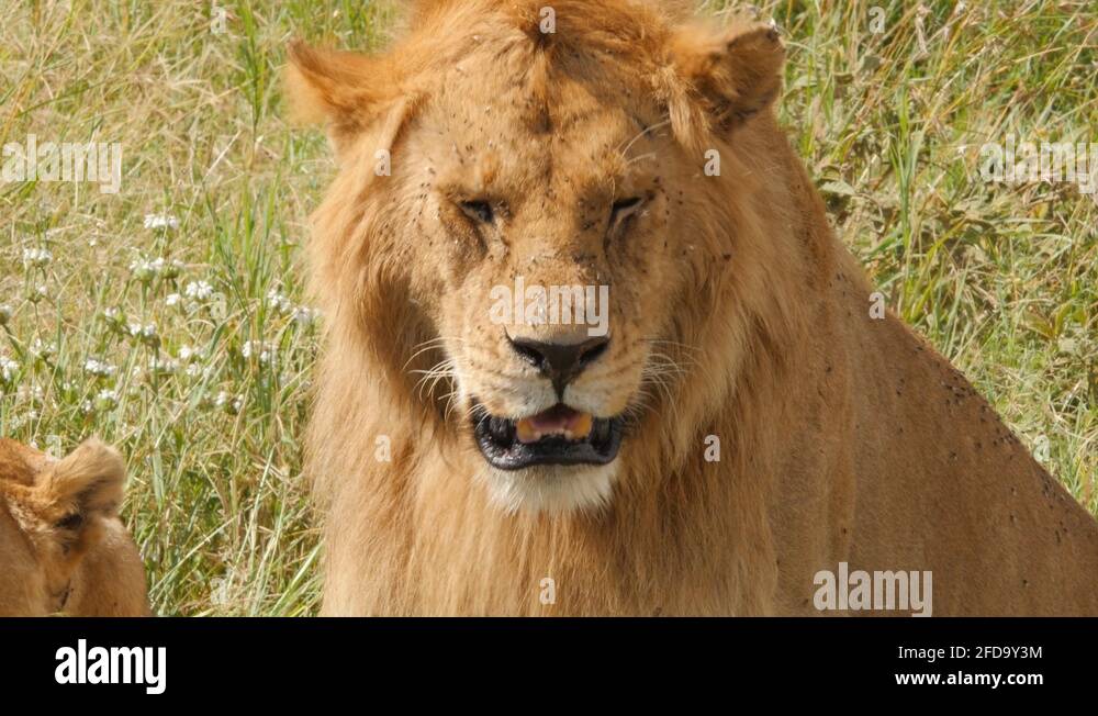African lion face on Stock Videos & Footage - HD and 4K Video Clips - Alamy