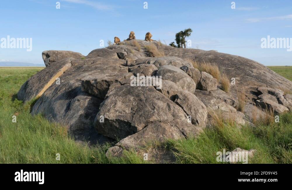 Pride Of Lions Serengeti National Park Stock Videos And Footage Hd And
