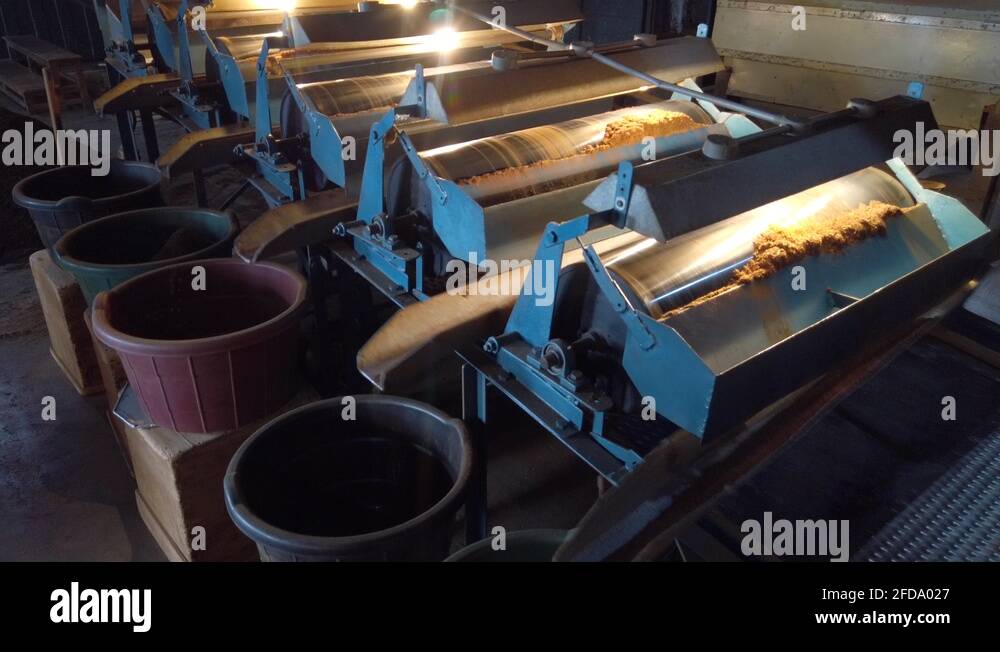 Tea production in India. Inside the factory. Sorting the tea Stock ...