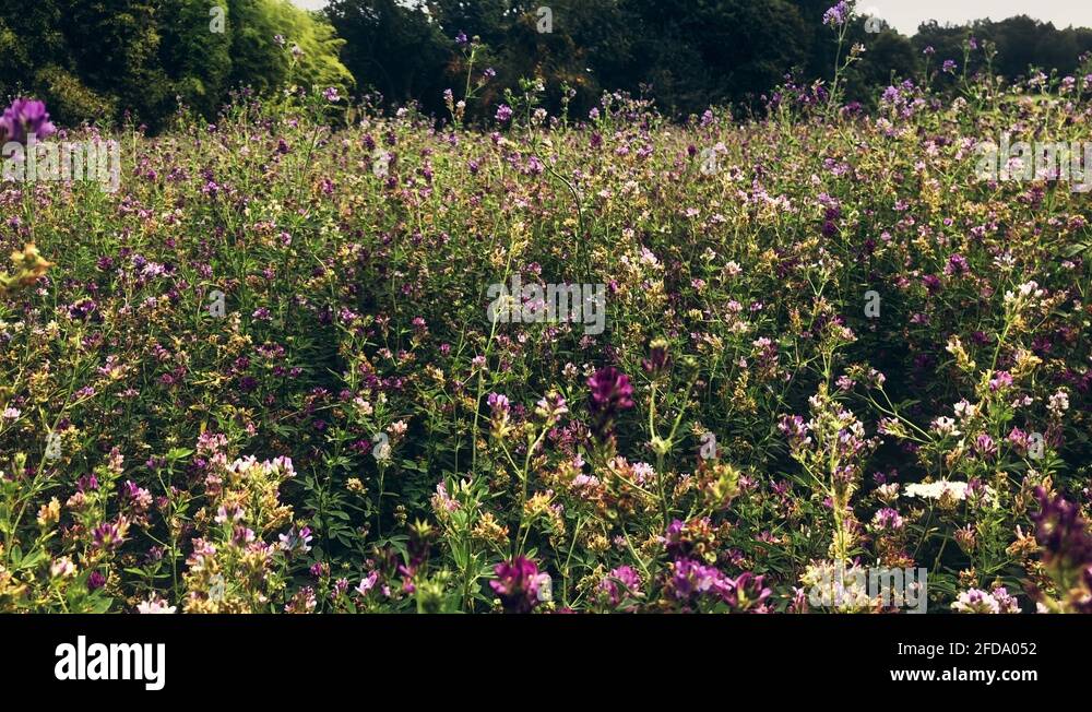 Thriving ecosystem Stock Videos & Footage - HD and 4K Video Clips - Alamy