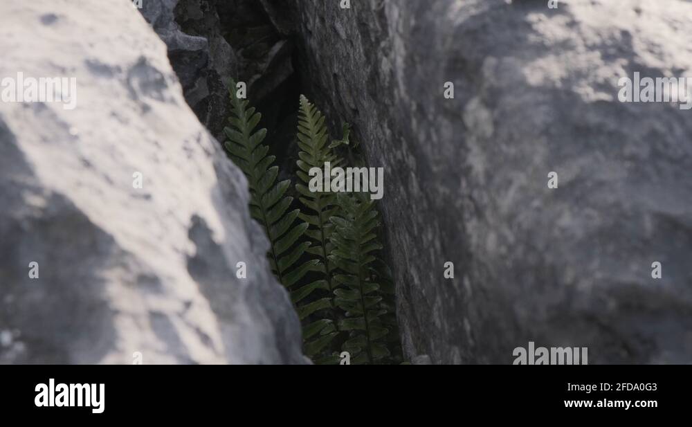 Plants growing between rocks Stock Videos & Footage - HD and 4K Video ...
