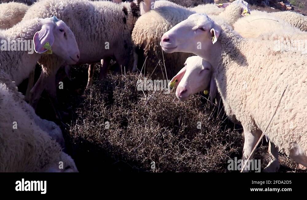 Shepherd sheep palestine Stock Videos & Footage - HD and 4K Video Clips ...