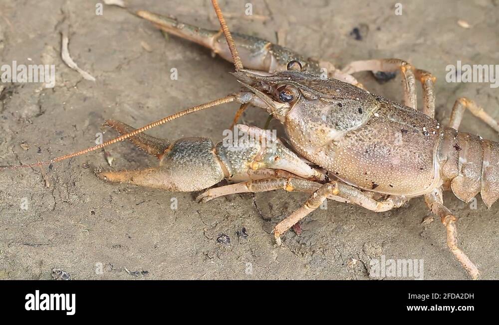 Crayfish in nature Stock Videos & Footage - HD and 4K Video Clips - Alamy