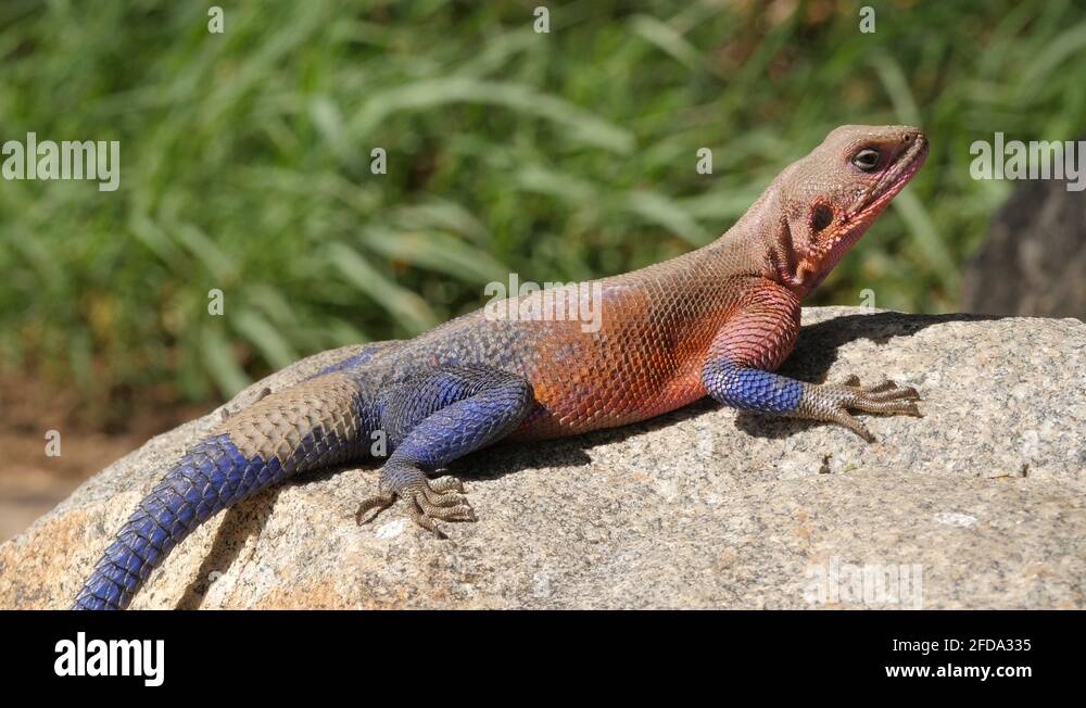 African rainbow lizard Stock Videos & Footage - HD and 4K Video Clips ...