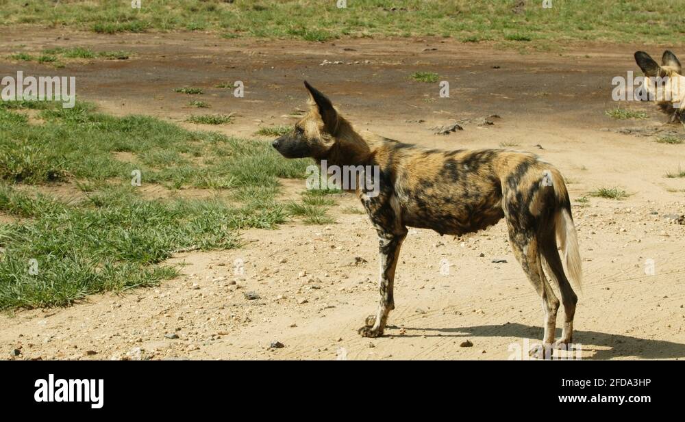 Dog pack Stock Videos & Footage - HD and 4K Video Clips - Alamy