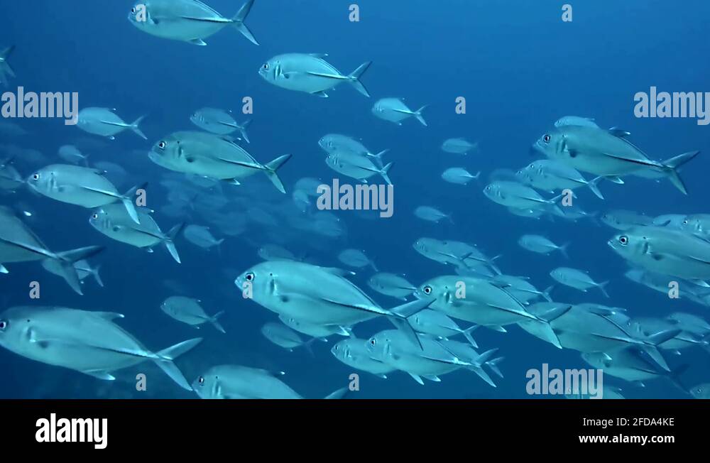 Bluefin tuna underwater Stock Videos & Footage - HD and 4K Video Clips ...