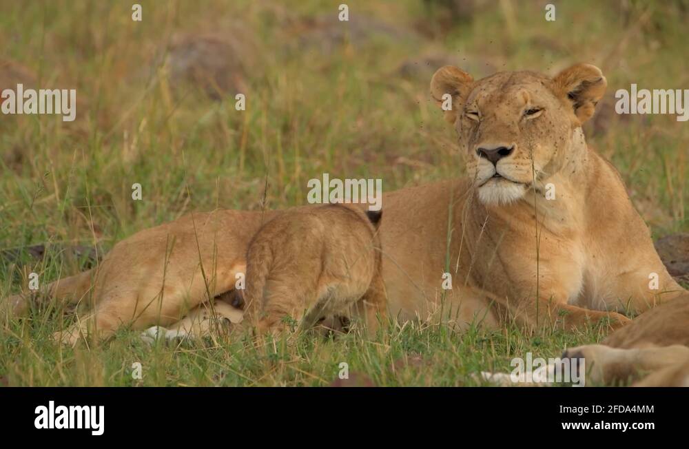 Beautiful cub Stock Videos & Footage - HD and 4K Video Clips - Alamy