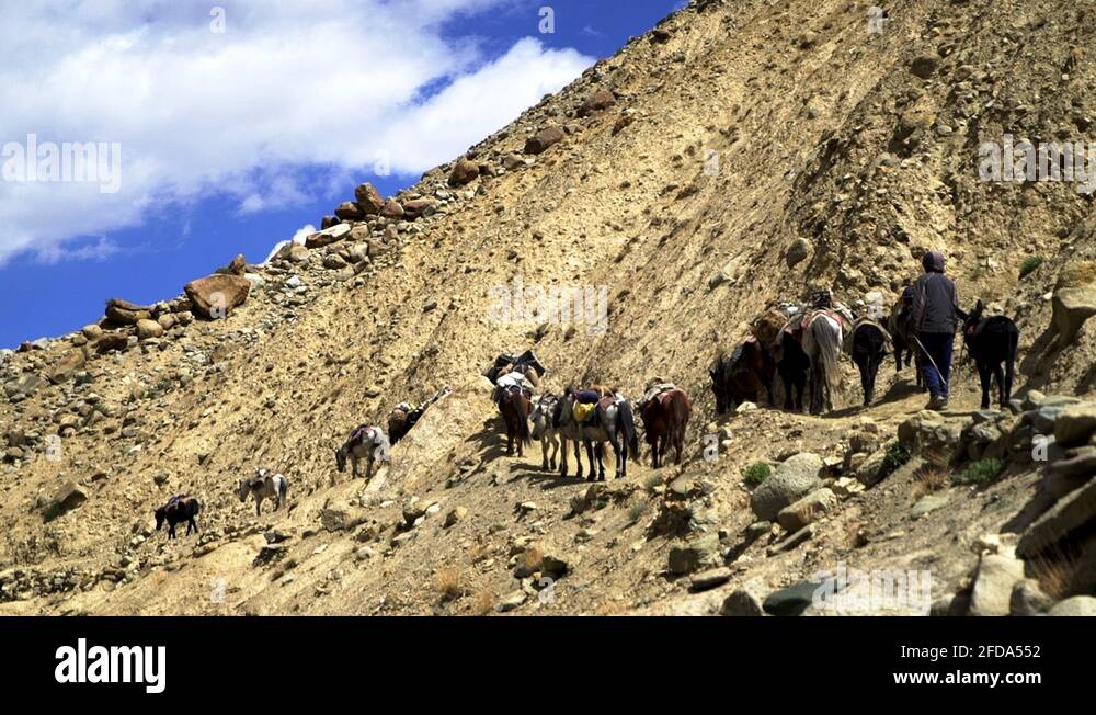 Caravan of animals Stock Videos & Footage - HD and 4K Video Clips - Alamy