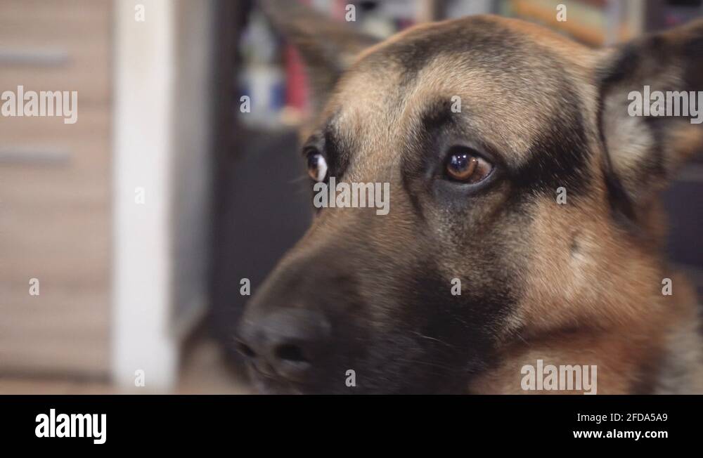 Pleading face Stock Videos & Footage - HD and 4K Video Clips - Alamy