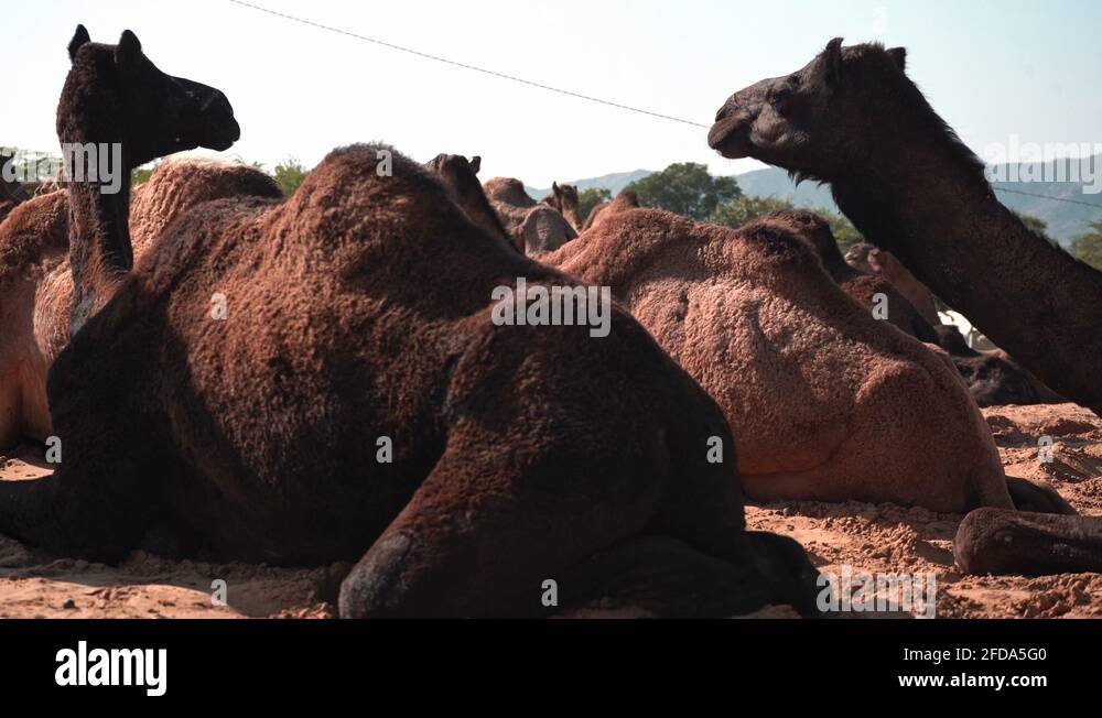 Another camel Stock Videos & Footage - HD and 4K Video Clips - Alamy