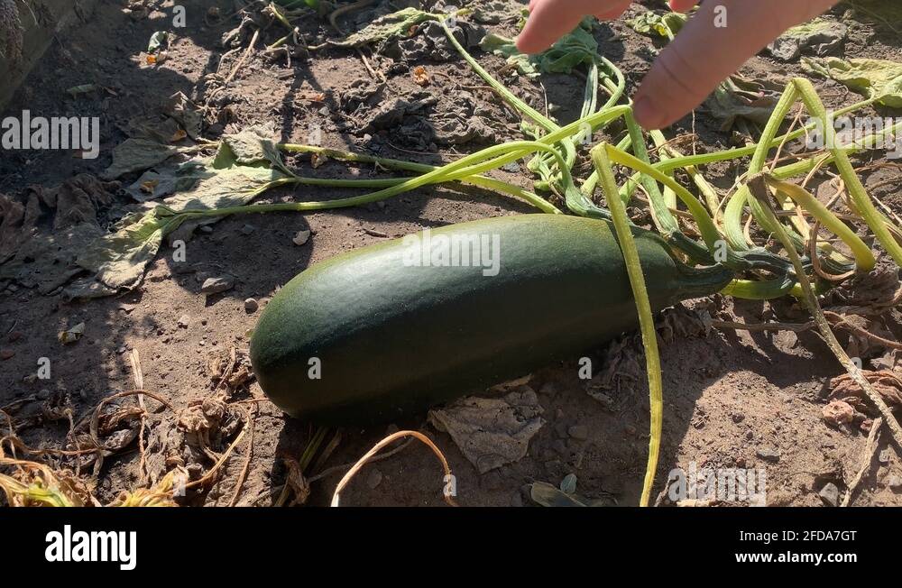 Courgette fruit Stock Videos & Footage - HD and 4K Video Clips - Alamy