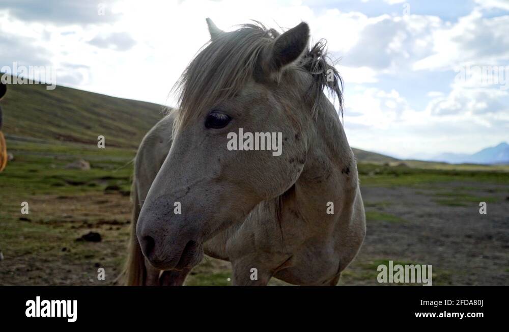 Animal conditions Stock Videos & Footage - HD and 4K Video Clips - Alamy