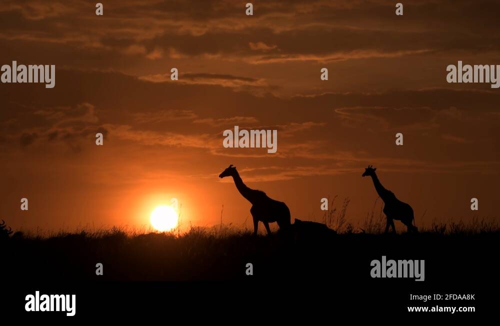 Buffalo and giraffe Stock Videos & Footage - HD and 4K Video Clips - Alamy