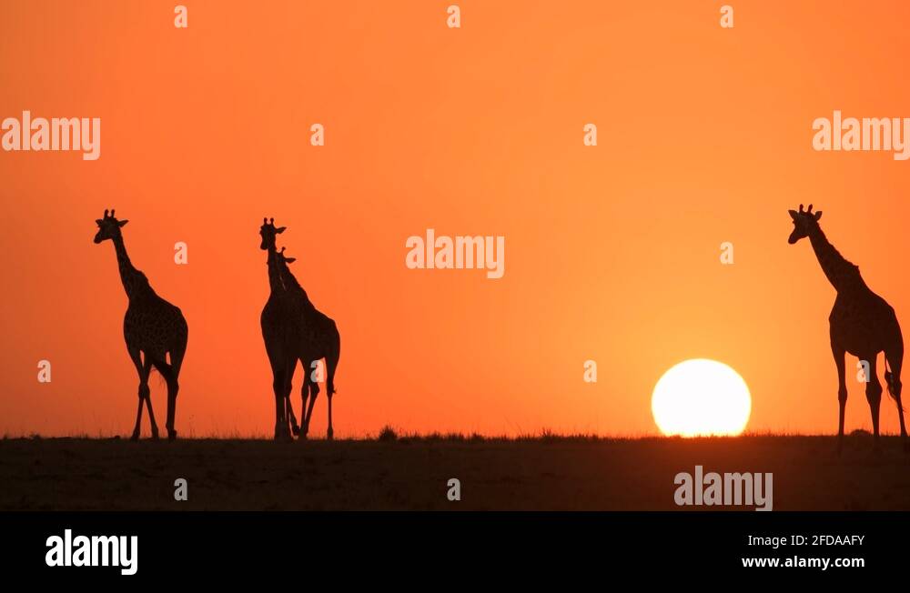 Grassland silhouette Stock Videos & Footage - HD and 4K Video Clips - Alamy
