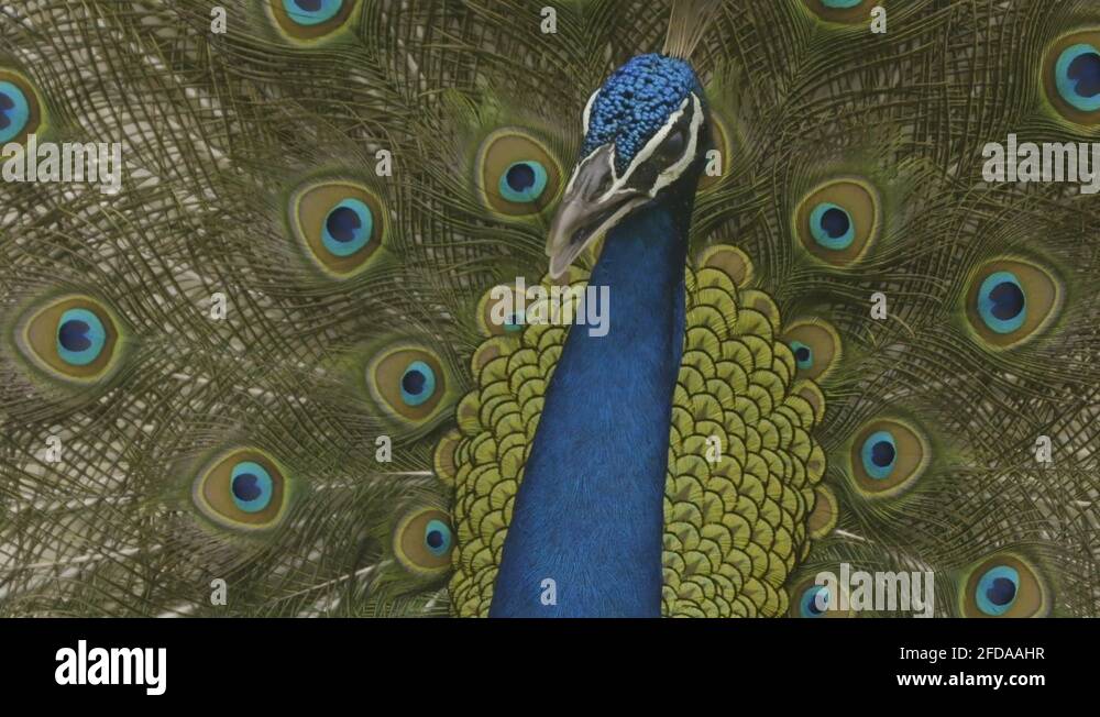 Trans male male Stock Videos & Footage - HD and 4K Video Clips - Alamy