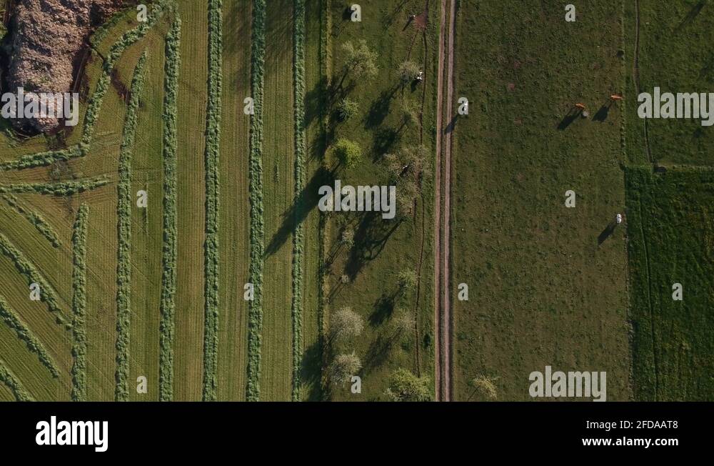Grass Hay Cows Stock Videos And Footage Hd And 4k Video Clips Alamy