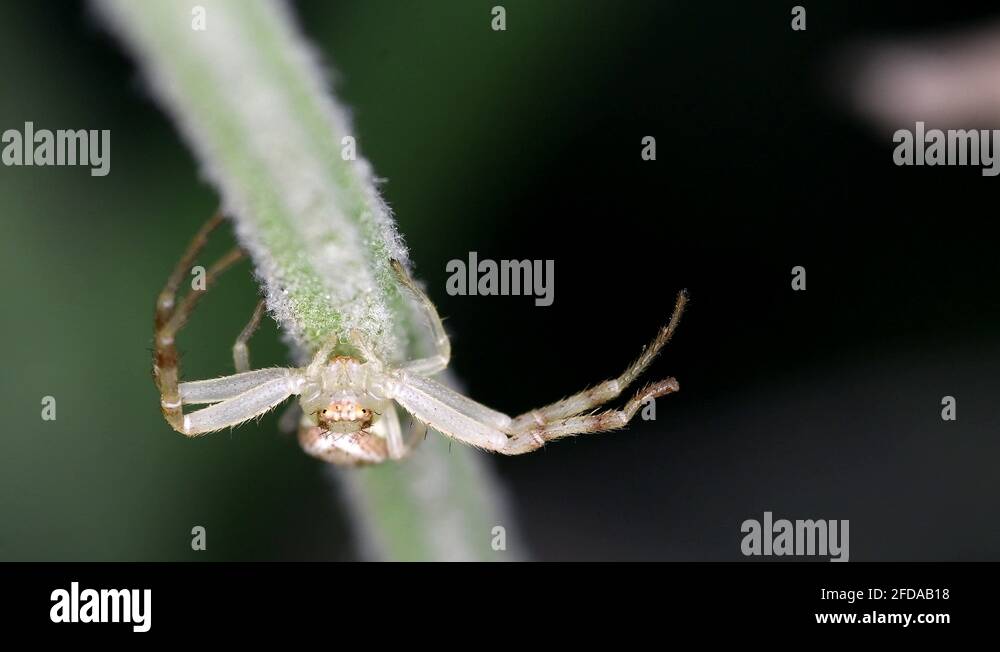 Spider legs up Stock Videos & Footage - HD and 4K Video Clips - Alamy