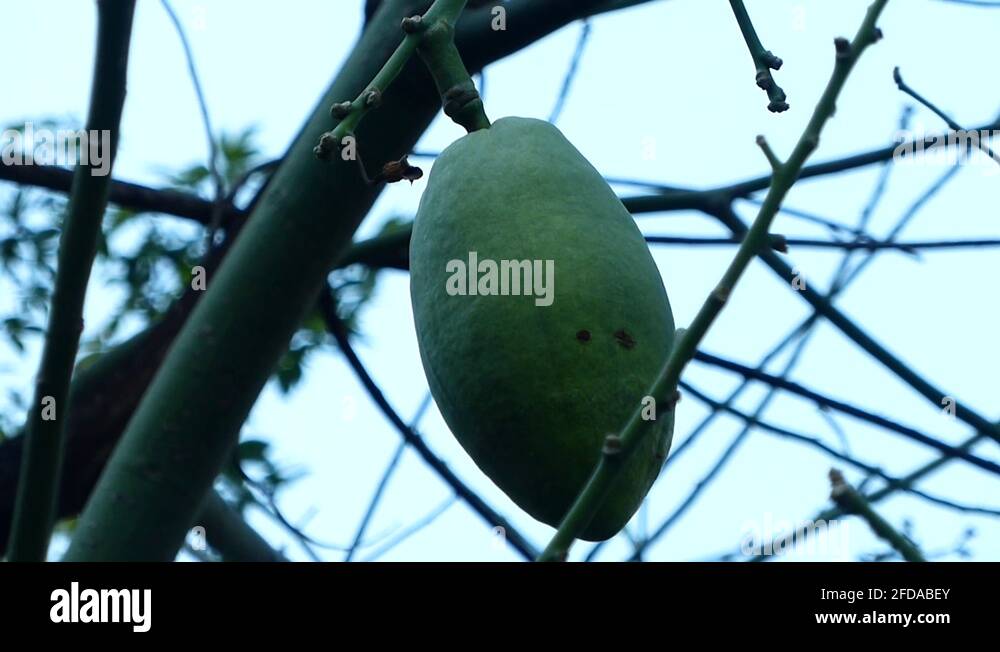 Mango like Stock Videos & Footage - HD and 4K Video Clips - Alamy