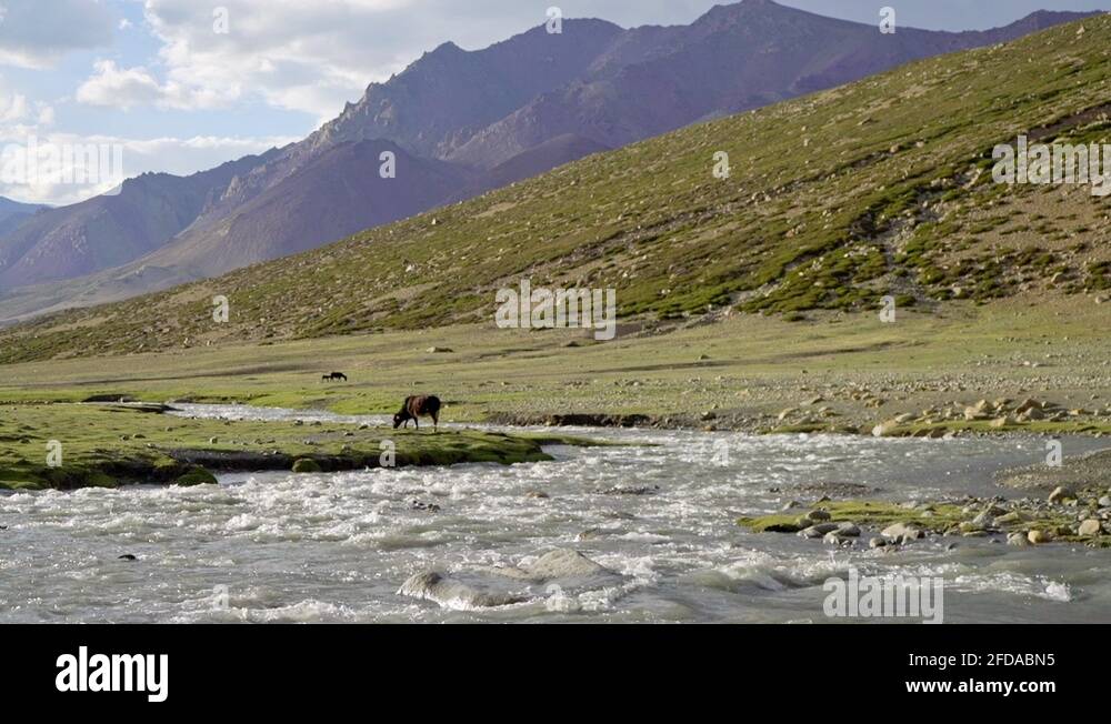 Himalayan cow Stock Videos & Footage - HD and 4K Video Clips - Alamy