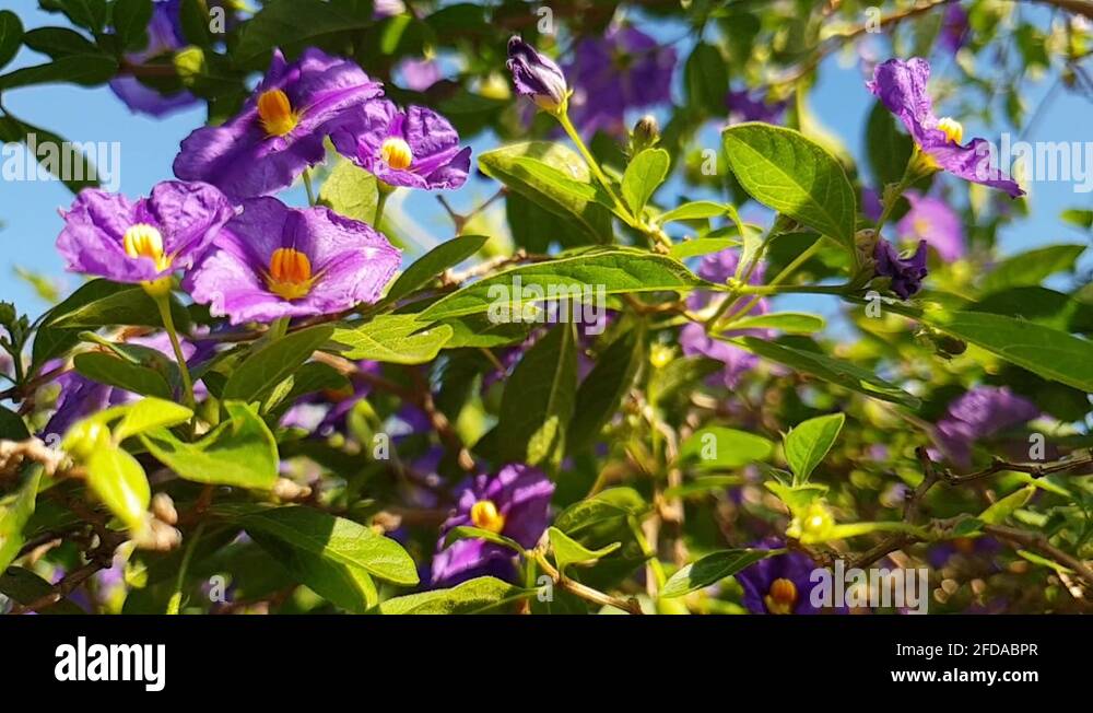 Deep violet blue flowers Stock Videos & Footage - HD and 4K Video Clips ...