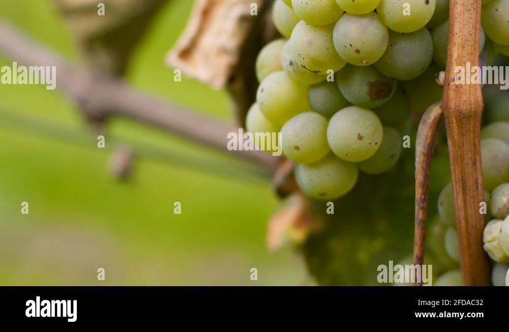 Vine production Stock Videos & Footage - HD and 4K Video Clips - Alamy