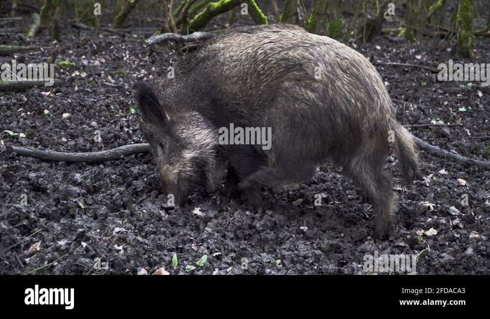 Pig back illustration Stock Videos & Footage - HD and 4K Video Clips ...