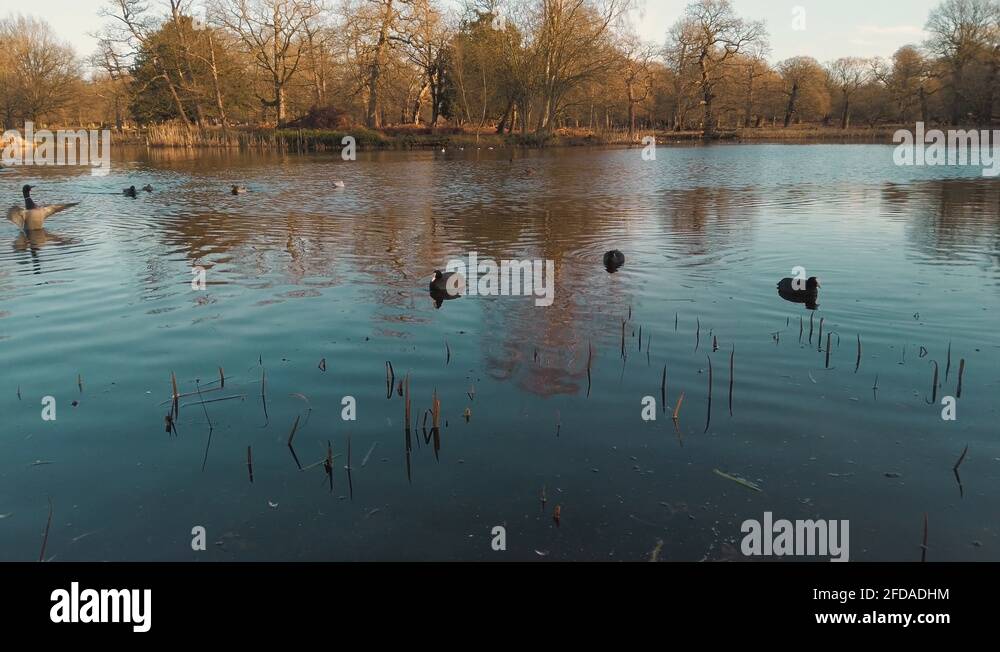 British trees in spring Stock Videos & Footage - HD and 4K Video Clips ...