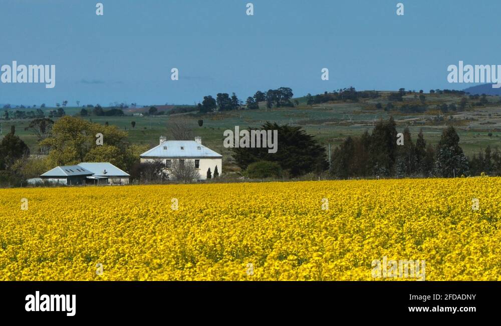 Mustard house Stock Videos & Footage - HD and 4K Video Clips - Alamy