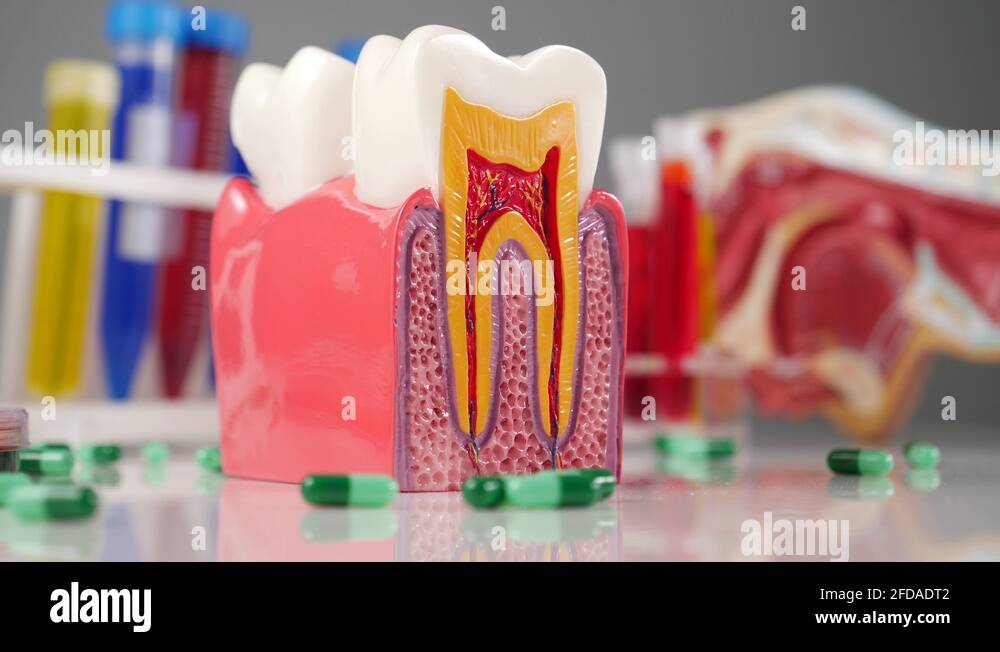 Tooth Anatomy Stock Videos And Footage Hd And 4k Video Clips Alamy
