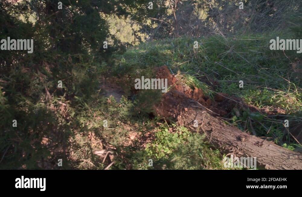 Tree falling in woods Stock Videos & Footage - HD and 4K Video Clips ...