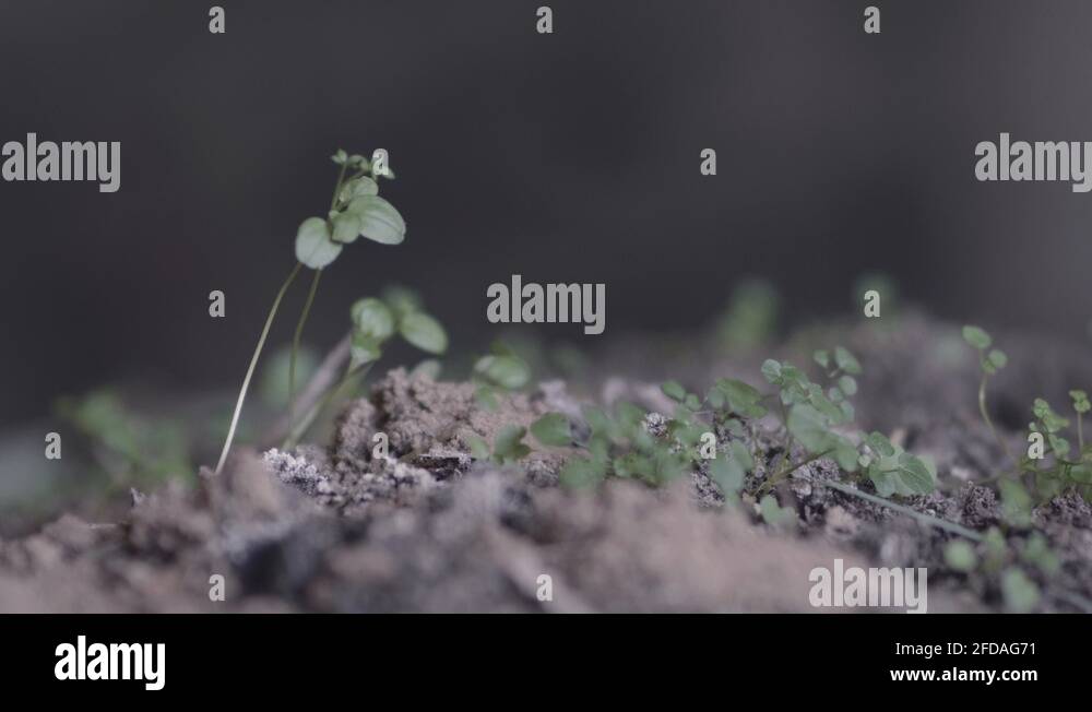 Wet day raining on abandoned farm courtyard. Quiet and eerie. Farm ...