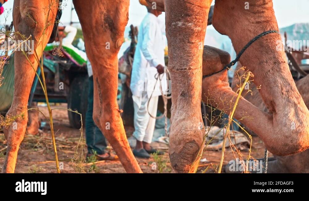 Camel leg Stock Videos & Footage - HD and 4K Video Clips - Alamy