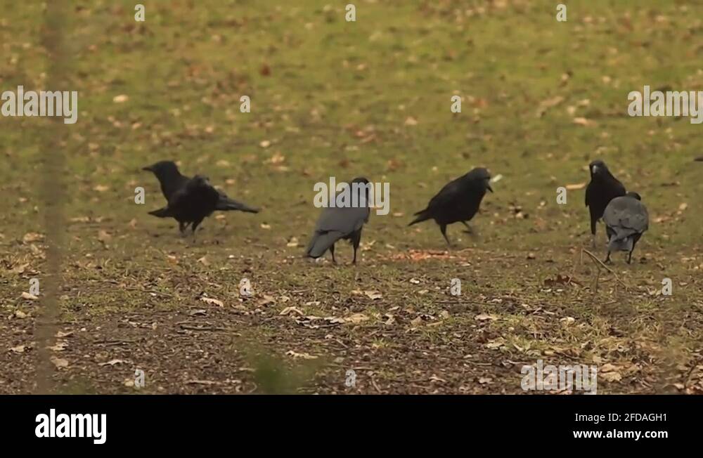 Gang of crows Stock Videos & Footage - HD and 4K Video Clips - Alamy