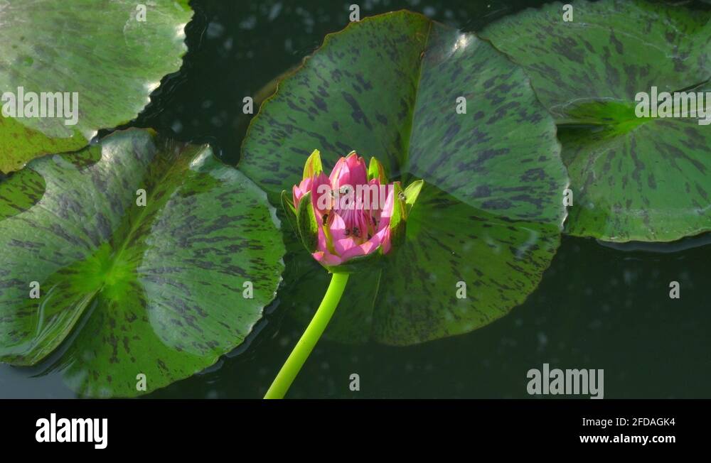 Tall lotus Stock Videos & Footage - HD and 4K Video Clips - Alamy