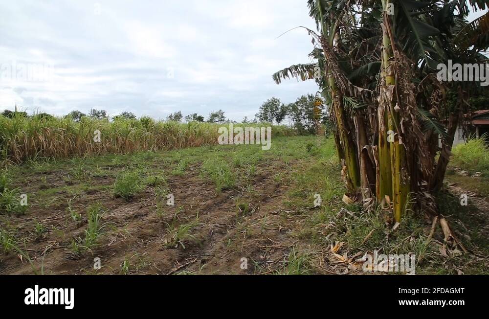 Field of sugarcane Stock Videos & Footage - HD and 4K Video Clips - Alamy
